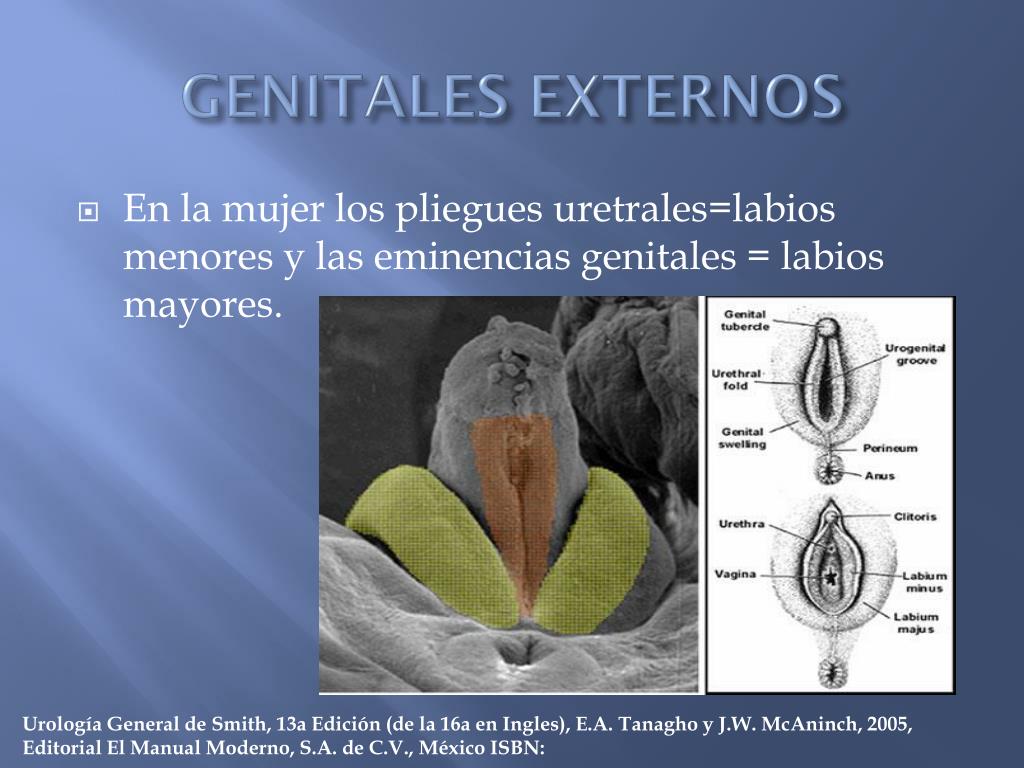 Ppt Embriología Y Anatomía Del Tracto Genitourinario Powerpoint Presentation Id2337863