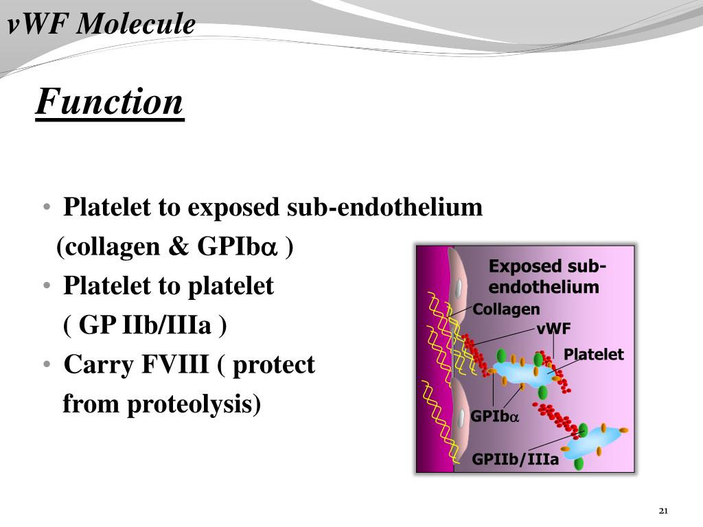 PPT - von Willebrand’s Disease PowerPoint Presentation, free download ...