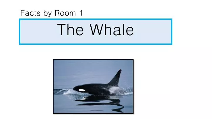 PPT - The Whale PowerPoint Presentation, free download - ID:2338708