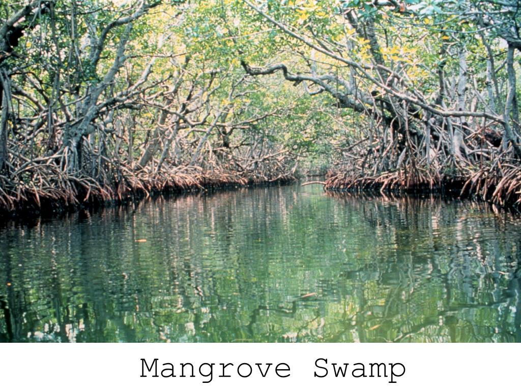 Ramree Island Swamp