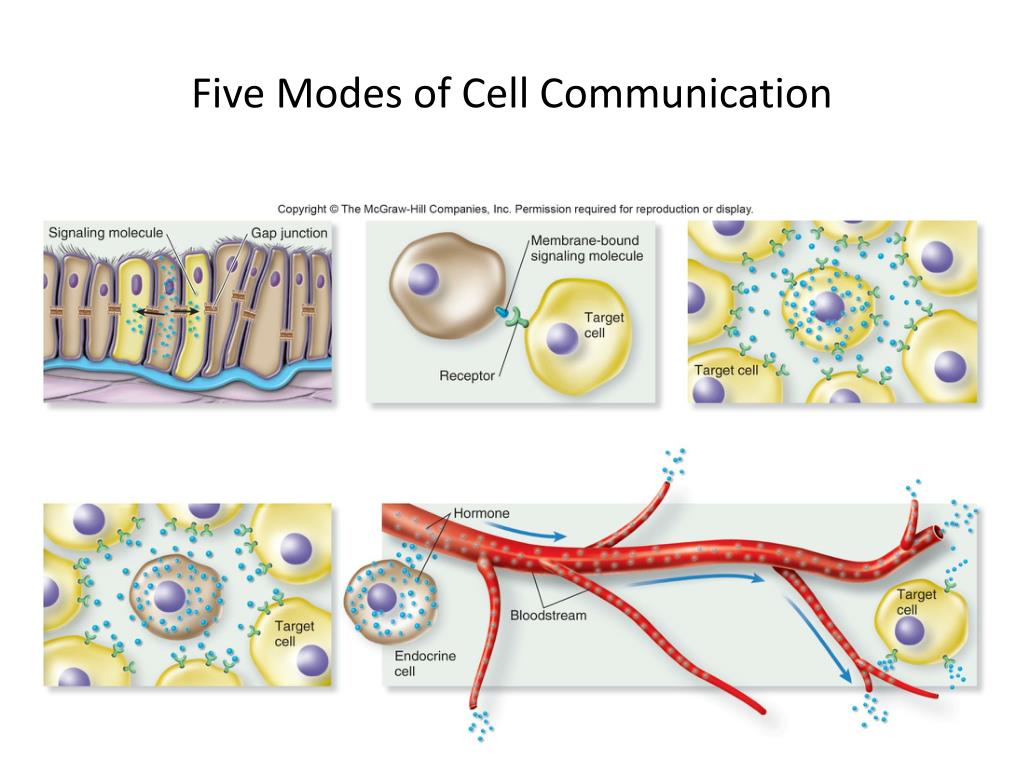 PPT - Cell Signaling PowerPoint Presentation, free download - ID:2338960 PPT - Cell Signaling PowerPoint Presentation, free download - ID:2338960