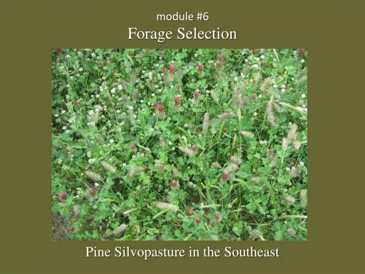 PPT - module #6 Forage Selection PowerPoint Presentation, free download ...