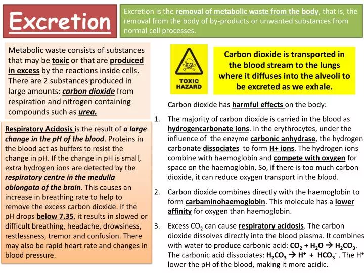 PPT - Excretion PowerPoint Presentation, free download - ID:2339206