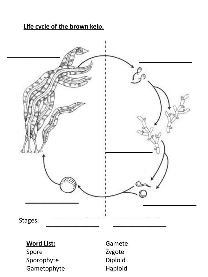 PPT - Life cycle of the brown kelp. PowerPoint Presentation, free ...