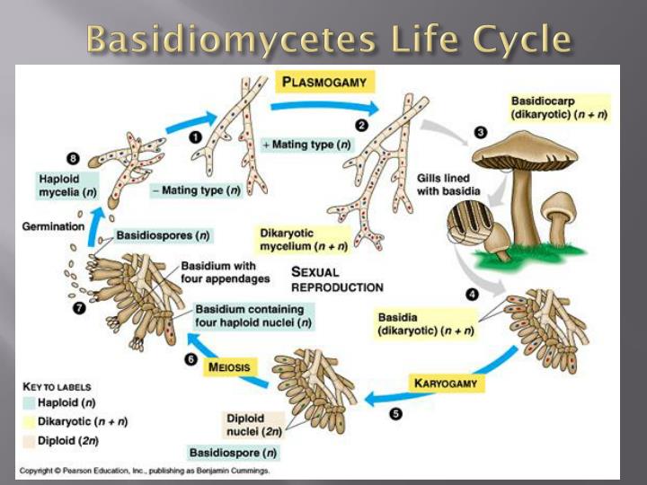 Reproductive Cycle Of Basidiomycetes