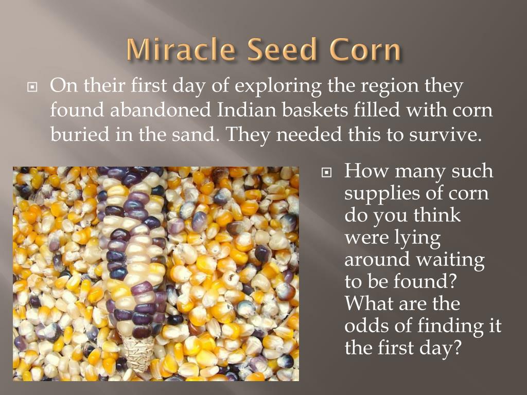 PPT - The Amazing Story of the Pilgrims and the first thanksgiving ...