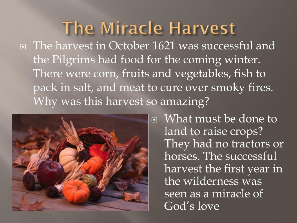 PPT - The Amazing Story of the Pilgrims and the first thanksgiving ...