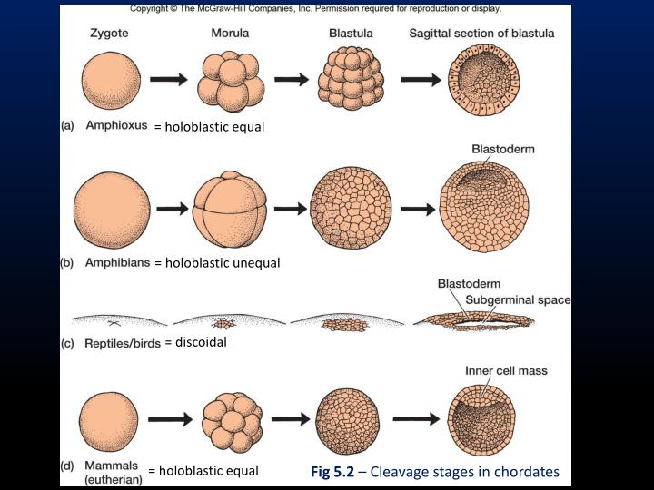 PPT - Embryology PowerPoint Presentation - ID:2341424