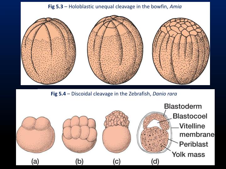 PPT - Embryology PowerPoint Presentation - ID:2341424