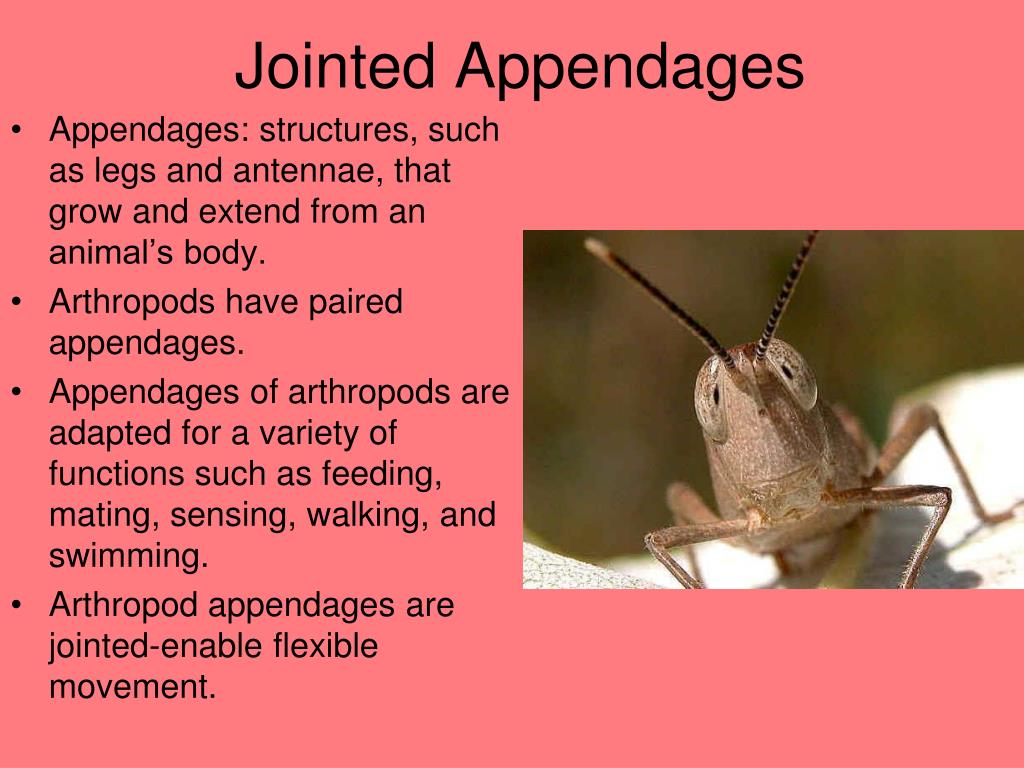 Ppt Ch14 The Arthropods Powerpoint Presentation Free Download Id2341730