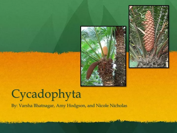 PPT - Cycadophyta PowerPoint Presentation, free download - ID:2342349