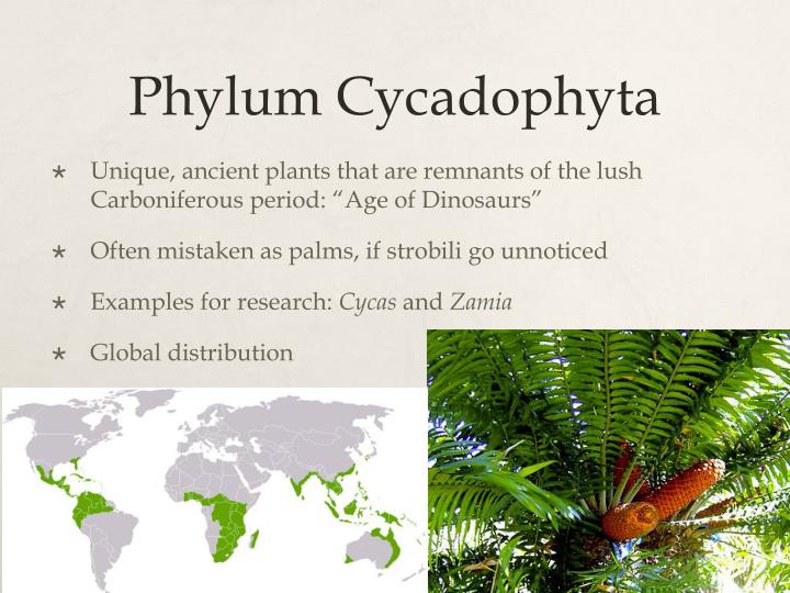 PPT - Gymnosperms PowerPoint Presentation - ID:2342370