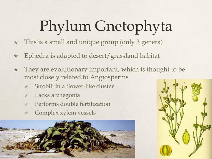 PPT - Gymnosperms PowerPoint Presentation - ID:2342370