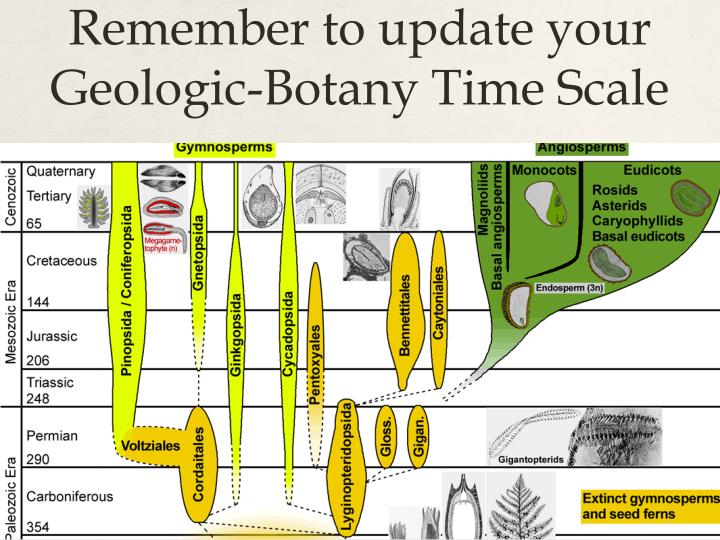 PPT - Gymnosperms PowerPoint Presentation - ID:2342370