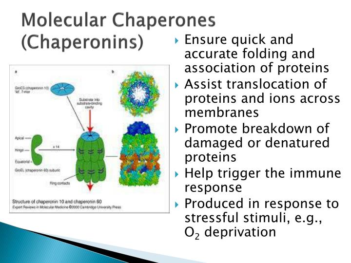 PPT - Human Anatomy and Physiology Basic Chemistry Unit 2 PowerPoint ...