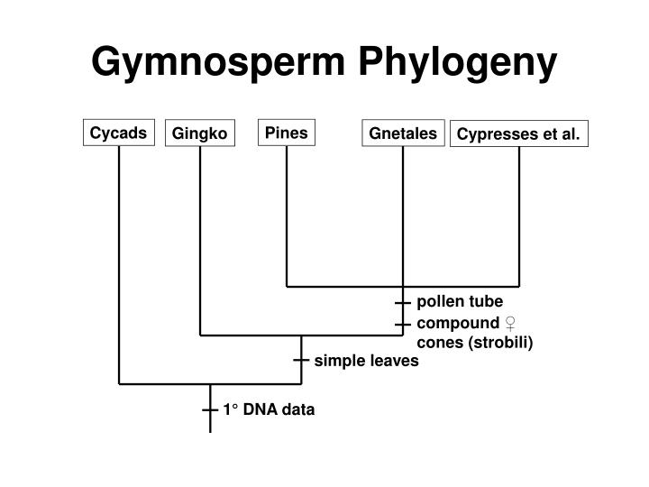 PPT - Seed Plants & Gymnosperms PowerPoint Presentation - ID:2342545