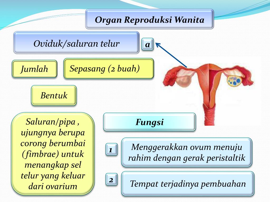 PPT - BAHAN AJAR SISTEM REPRODUKSI MANUSIA PowerPoint Presentation ...
