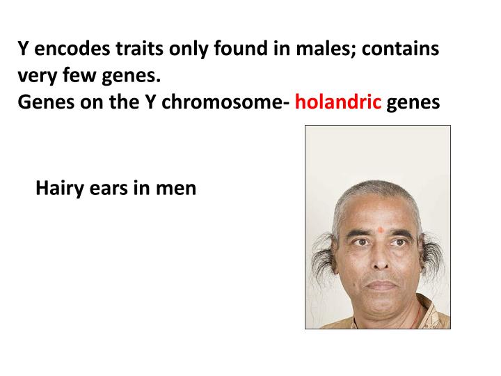 PPT - The Chromosomal Theory of Inheritance PowerPoint Presentation ...