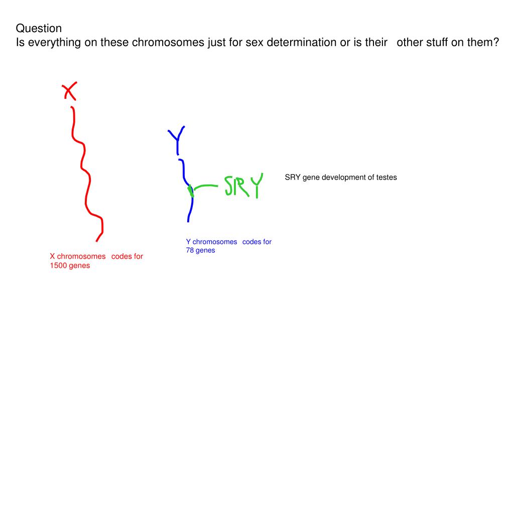 Ppt Sex Determination Powerpoint Presentation Free Download Id 2343613