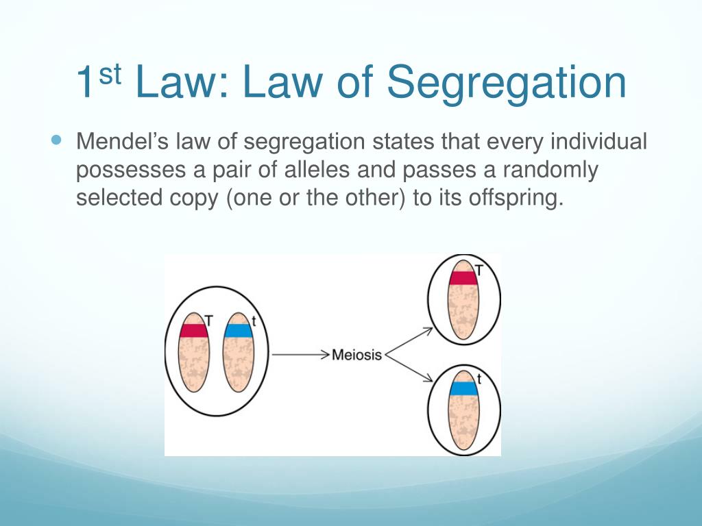 Ppt Sex Linkage Powerpoint Presentation Free Download Id 2343689