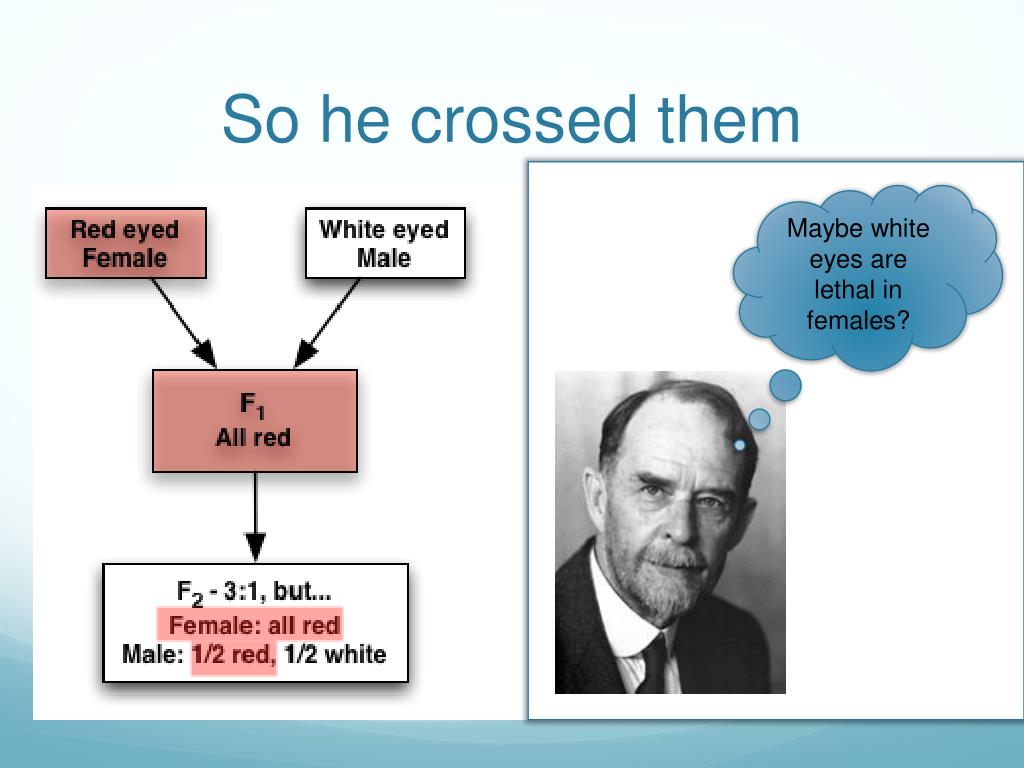 Ppt Sex Linkage Powerpoint Presentation Free Download Id 2343689