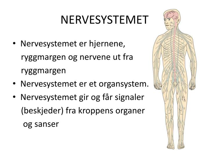 PPT - NERVESYSTEMET PowerPoint Presentation - ID:2344621