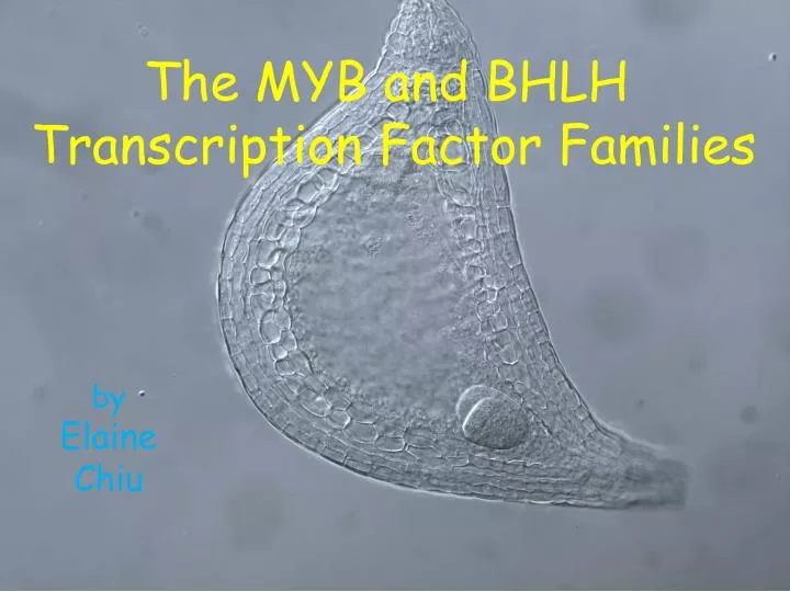 PPT - The MYB and BHLH Transcription Factor Families PowerPoint ...