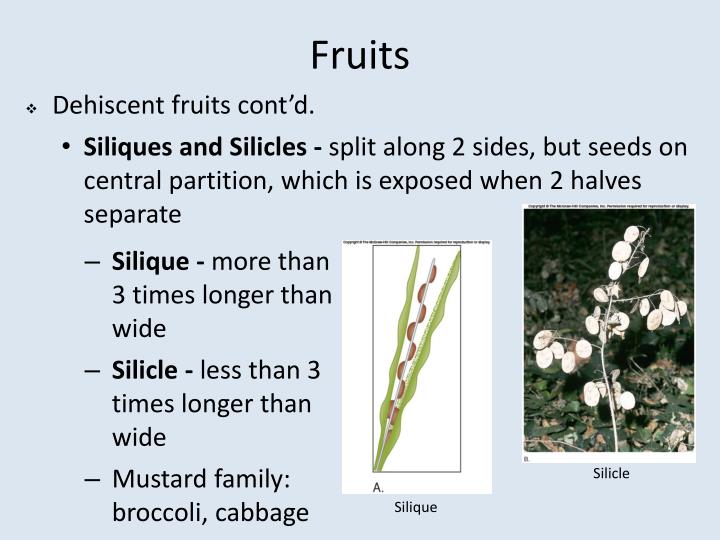 PPT - Flowers, Fruits, and Seeds PowerPoint Presentation - ID:2345284
