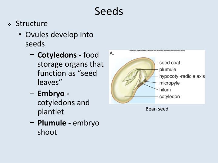 PPT - Flowers, Fruits, and Seeds PowerPoint Presentation - ID:2345284