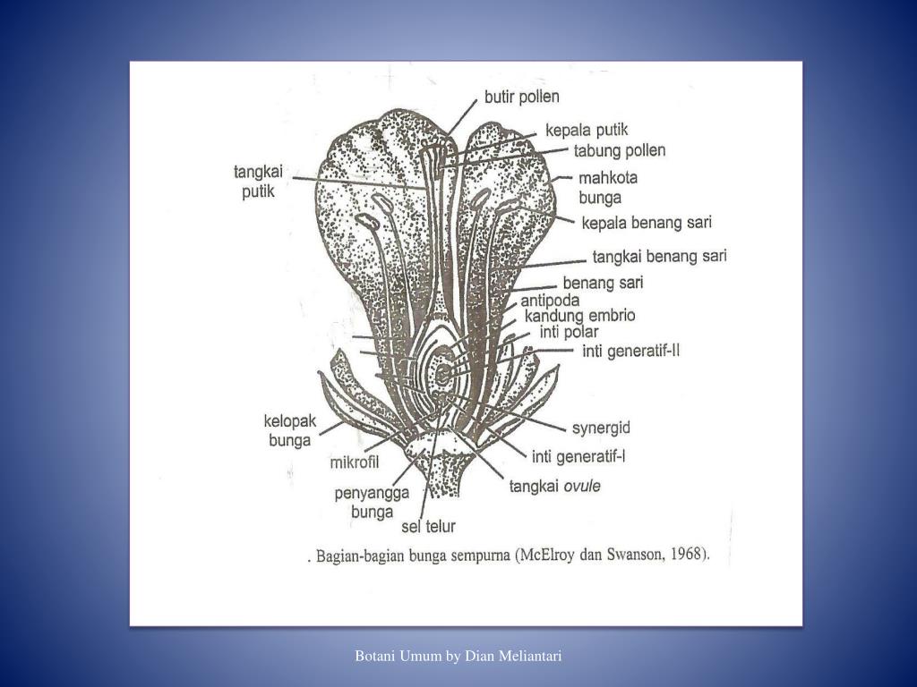 PPT - BOTANI UMUM Dosen : Ir. Dian Meliantari,MM Kuliah :7 PowerPoint ...