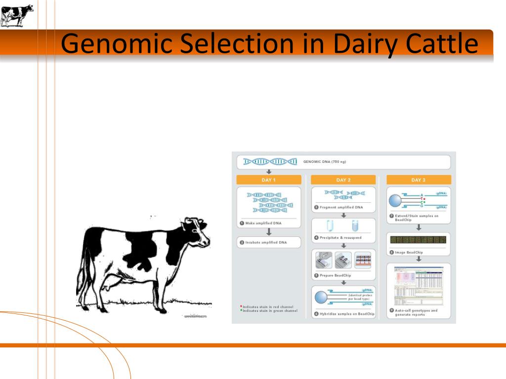 PPT - Animal Genetic Improvement in Tropical Area PowerPoint ...
