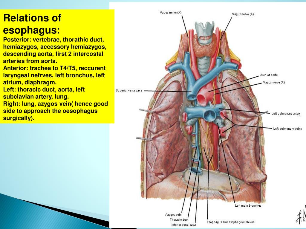 PPT - Esophagus Dr. Nimir Dr. Safaa PowerPoint Presentation, free ...