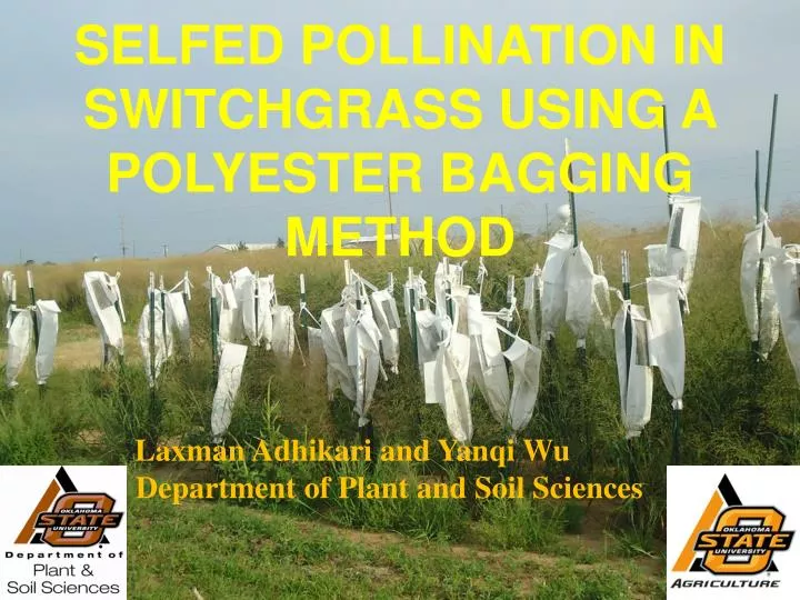 PPT - SELFED POLLINATION IN SWITCHGRASS USING A POLYESTER BAGGING ...