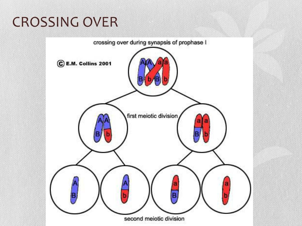 PPT - Meiosis and Sexual Reproduction PowerPoint Presentation, free ...