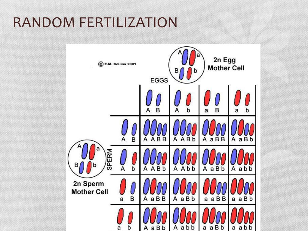 PPT - Meiosis and Sexual Reproduction PowerPoint Presentation, free ...