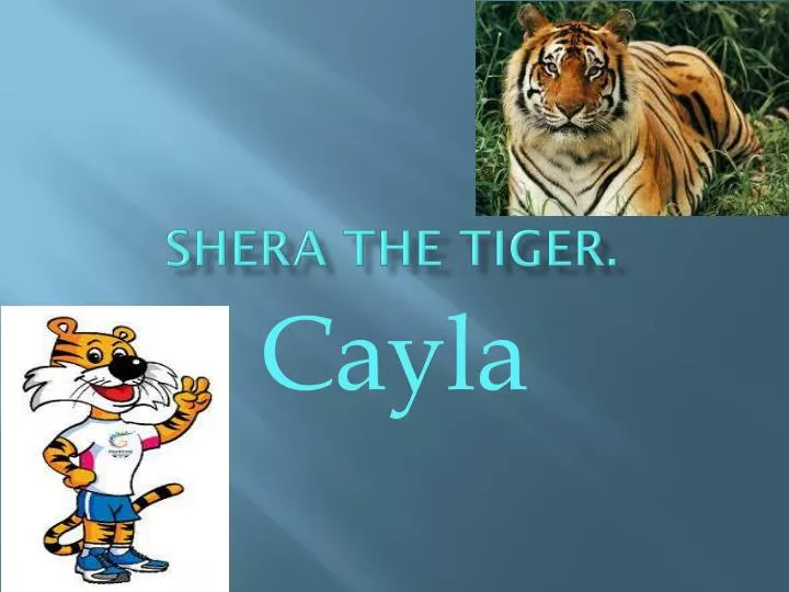 PPT - Shera the tiger. PowerPoint Presentation, free download - ID:2346893