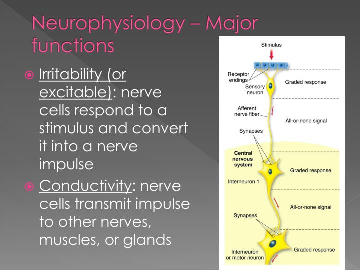 PPT - Neurophysiology PowerPoint Presentation - ID:2346959