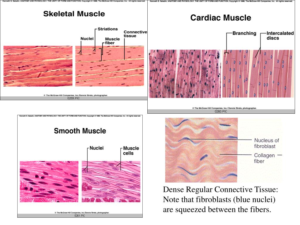 PPT - Muscular tissues, Connective tissues diseases, glands, membranes ...