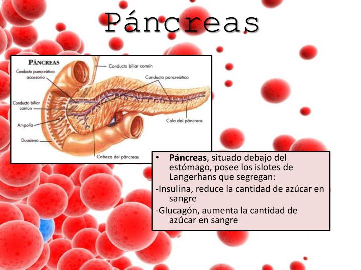 PPT - Sistema Nervioso y Endocrino PowerPoint Presentation - ID:2347119