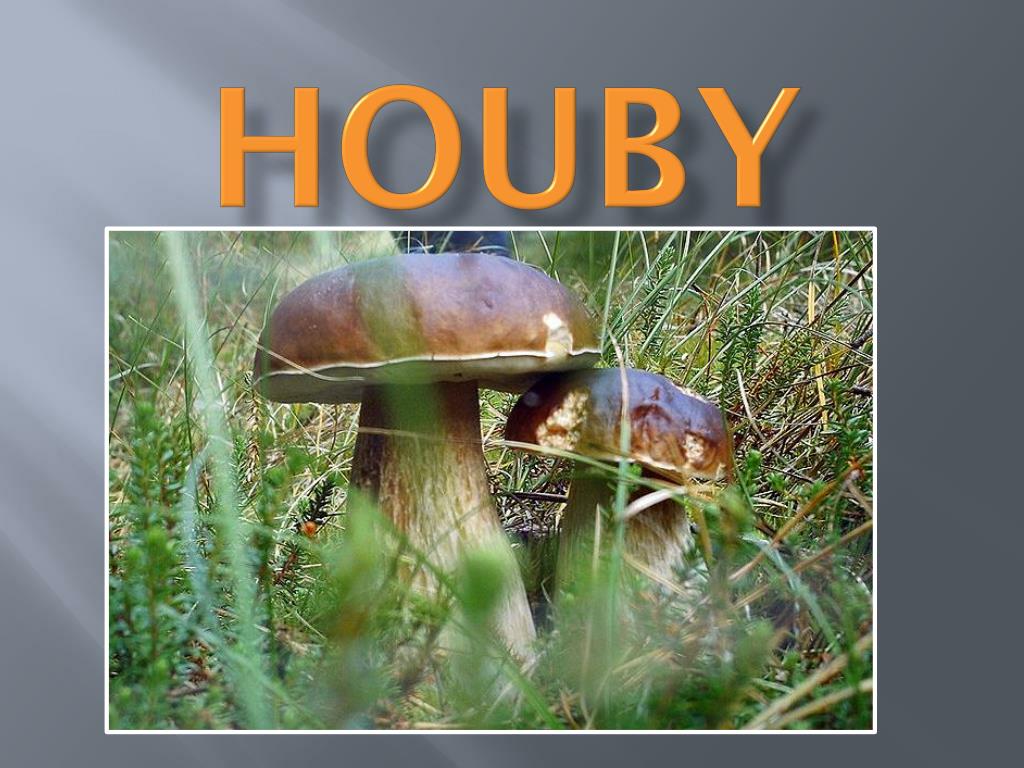 PPT - NÁZEV: Houby ANOTACE A MOŽNOSTI VYUŽITÍ: Prezentace- žáci ...