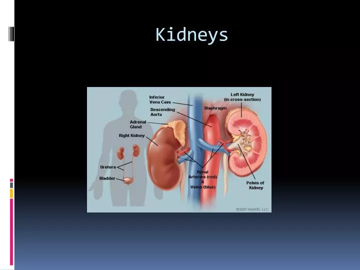 PPT - Kidneys PowerPoint Presentation, free download - ID:2347536