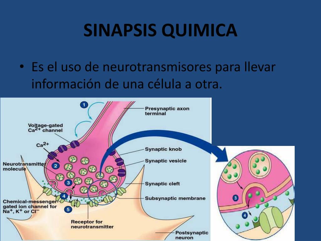 PPT - ASIGNATURA: FISIOLOGIA ESTOMATOGNATICA CATEDRATICO: DR. LANDY ...