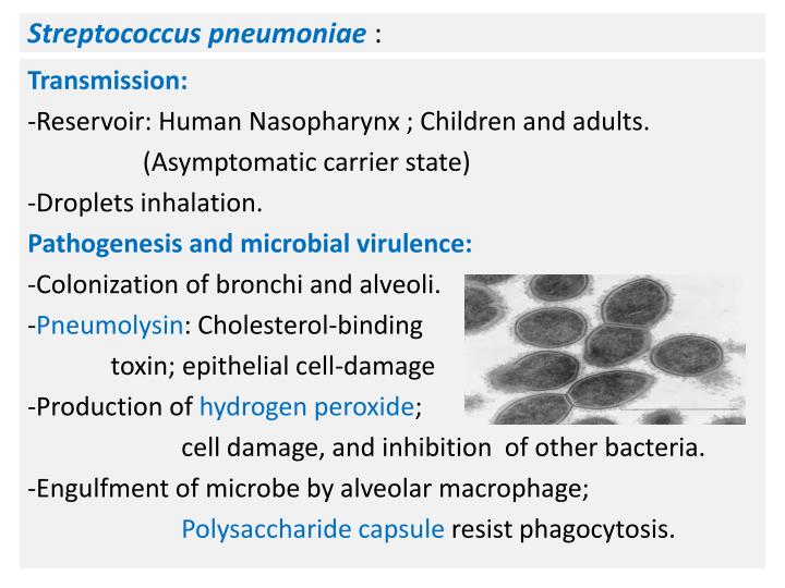 PPT - Pneumonia: PowerPoint Presentation - ID:2348376