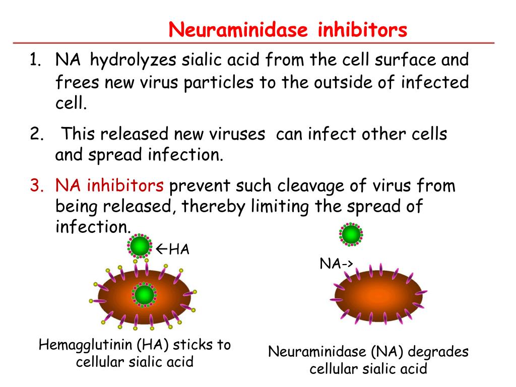PPT - Biological Role of Neuraminic Acid in Avian Influenza Virus ...