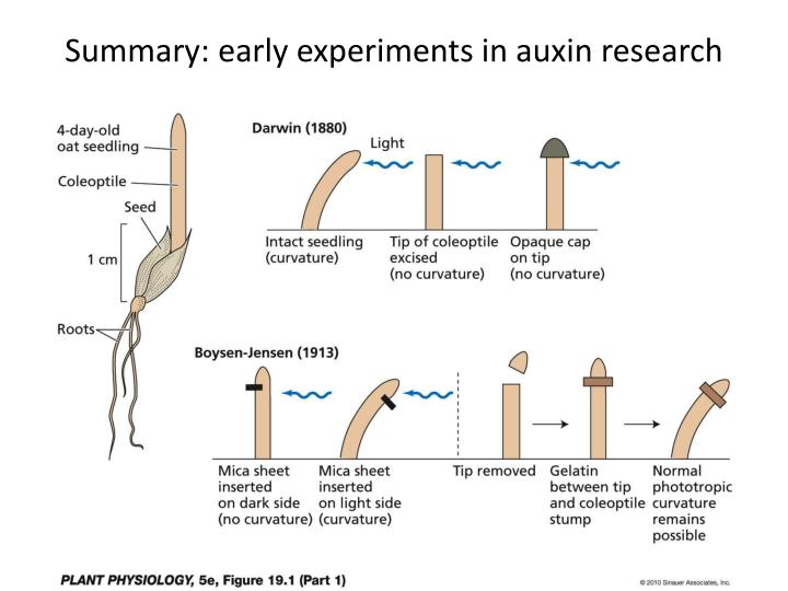 PPT - Chapter 19 auxin PowerPoint Presentation - ID:2348557