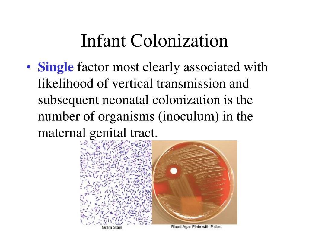 PPT - Group B Streptococci A Newborn’s Greatest Threat? PowerPoint ...