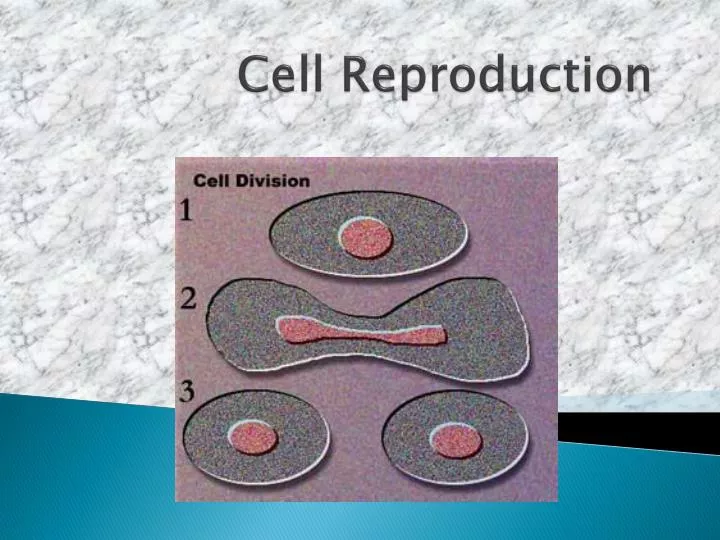 PPT - Cell Reproduction PowerPoint Presentation, free download - ID:2348810