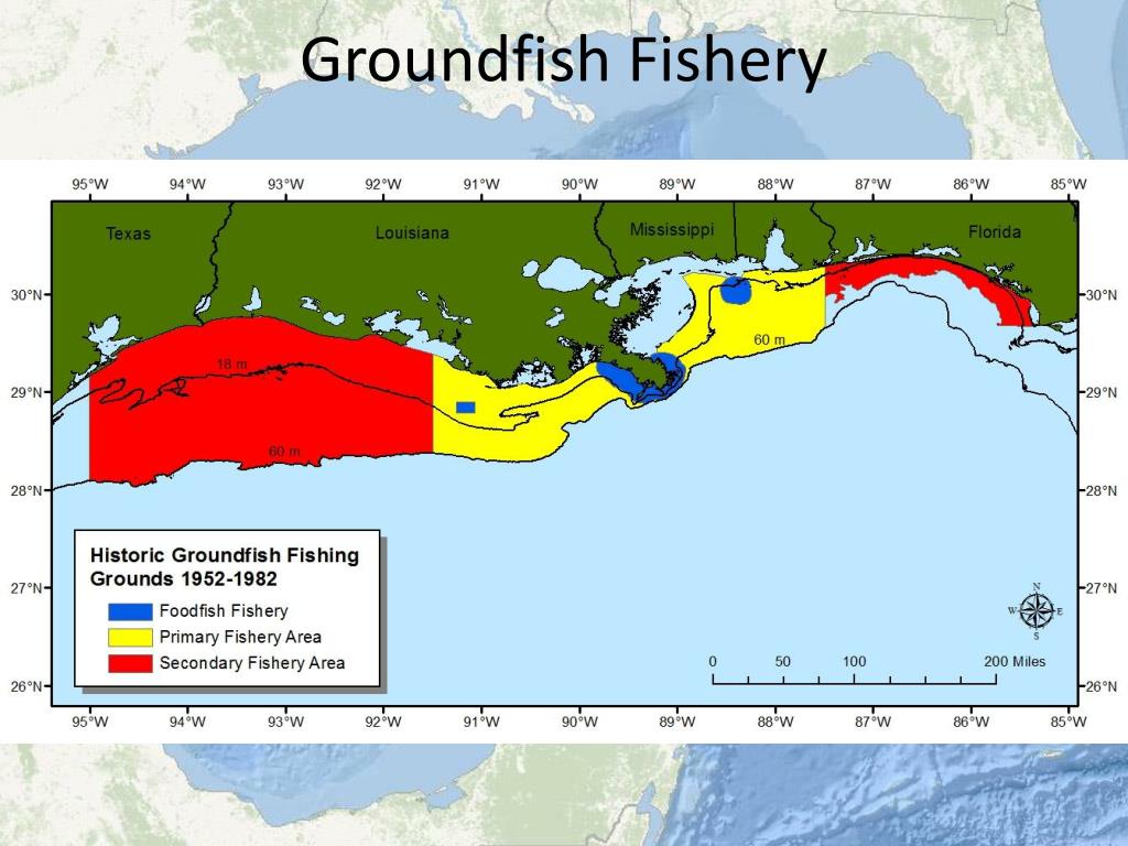 PPT - Changes in Abundance of Groundfish Species in the Northern Gulf ...