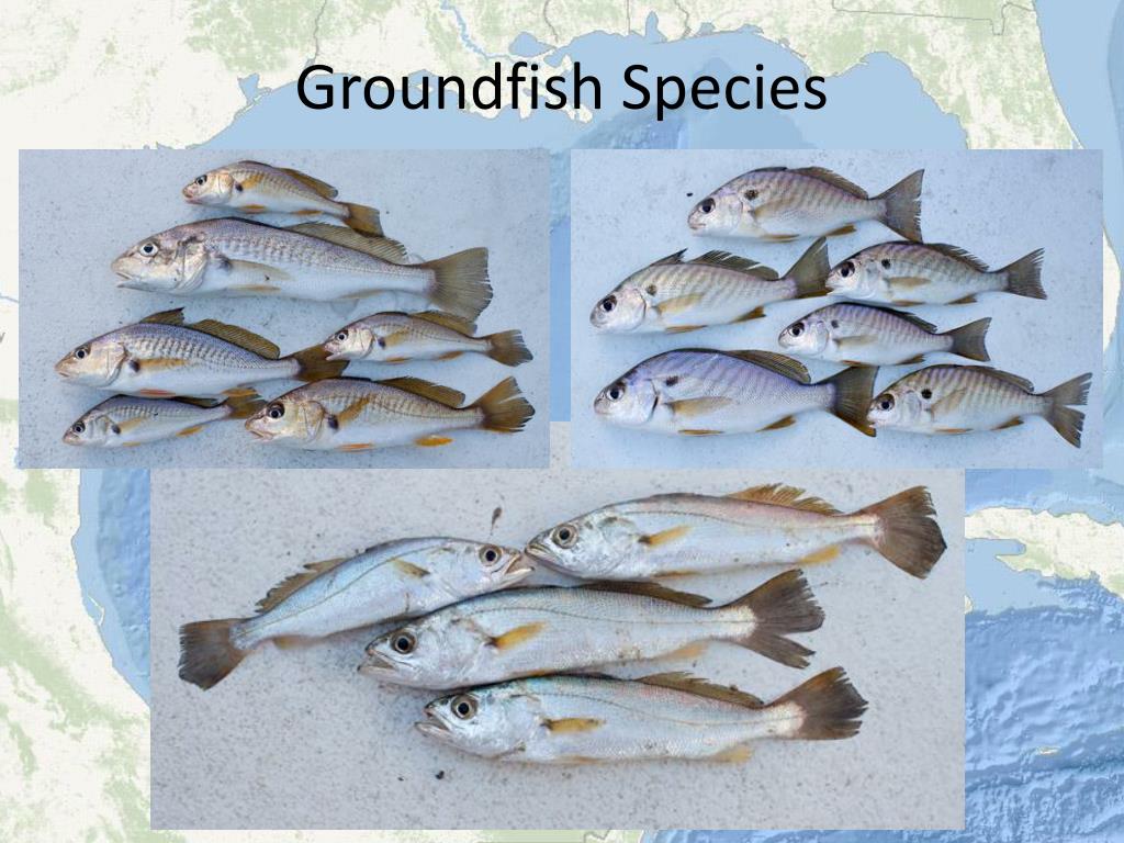 PPT - Changes in Abundance of Groundfish Species in the Northern Gulf ...
