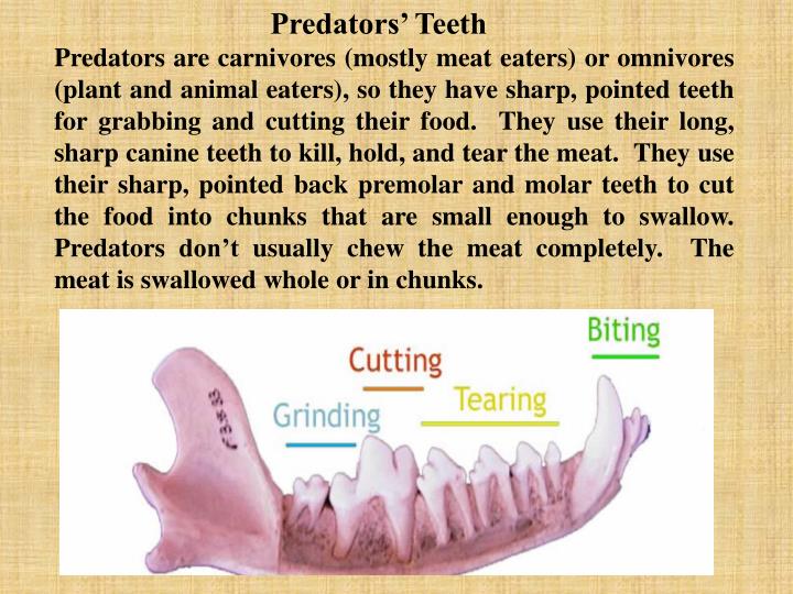 PPT - Predators and Prey of the Chihuahuan Desert PowerPoint ...